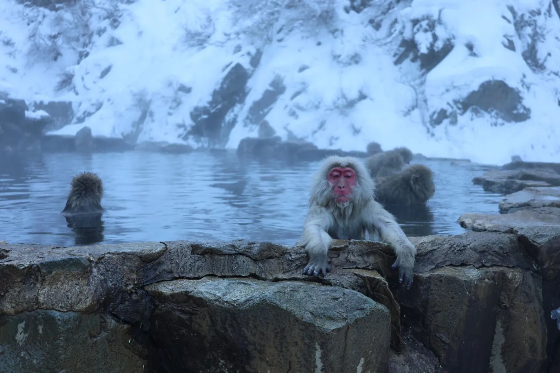 Jigokudani Monkey Park | NaganoHidden Hot Springs Map | Discover Japan ...